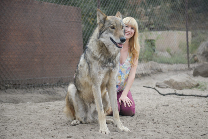 How Wolf Therapy Can Help Heal Emotional Wounds : Bodhi Tree