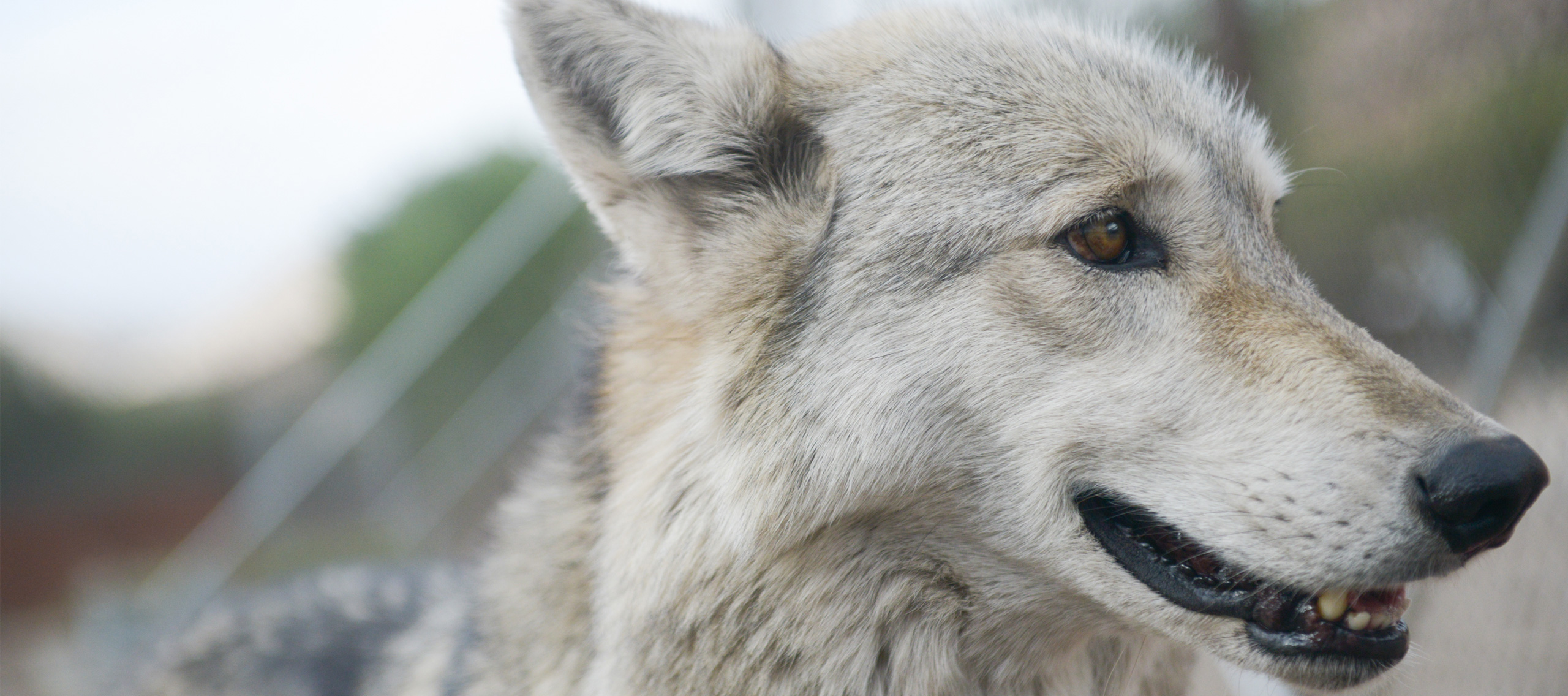 How Wolf Therapy Can Help Heal Emotional Wounds : Bodhi Tree